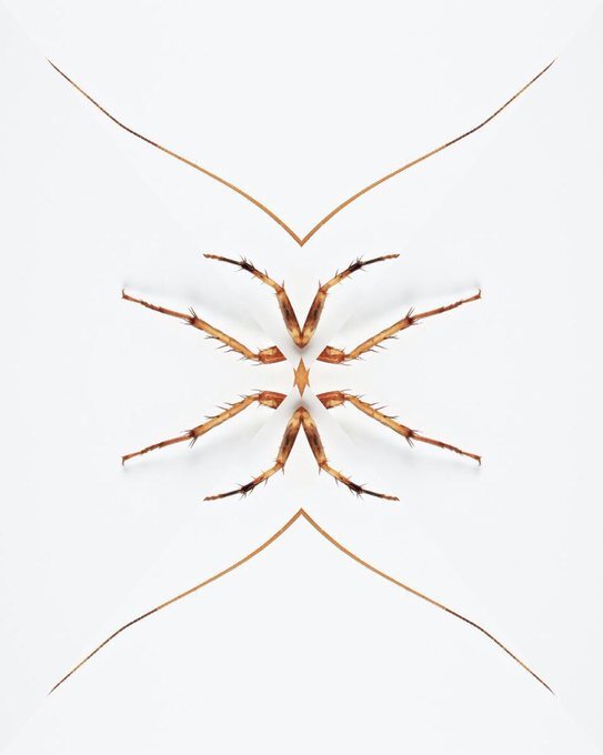 We Love to Watch Zee Cockroaches – New Pop Lit